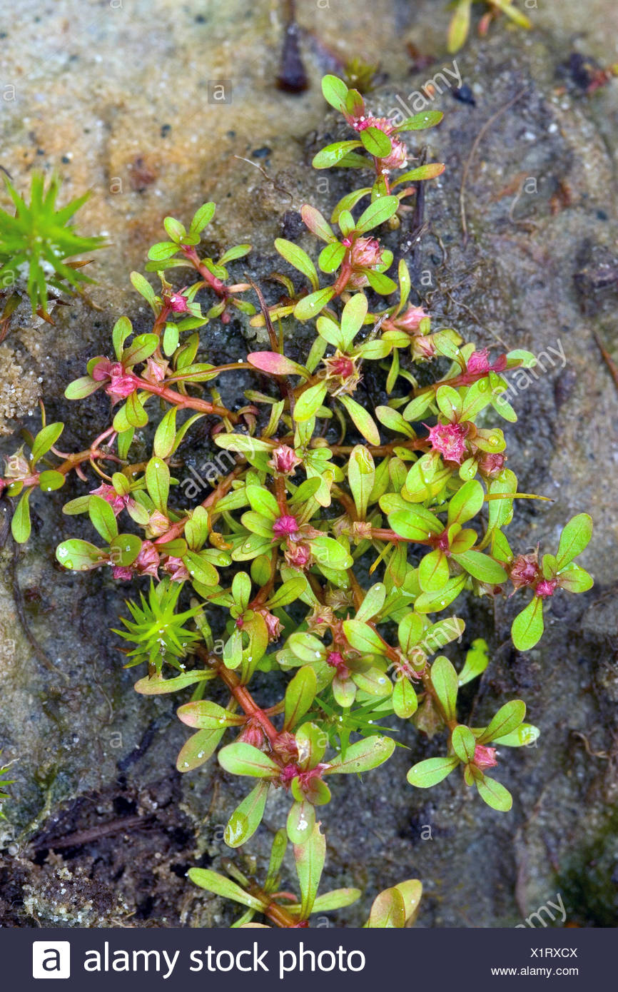 Water Purslane High Resolution Stock Photography and Images - Alamy