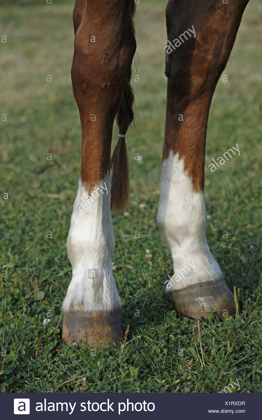 Horse Leg Stock Photos & Horse Leg Stock Images - Alamy