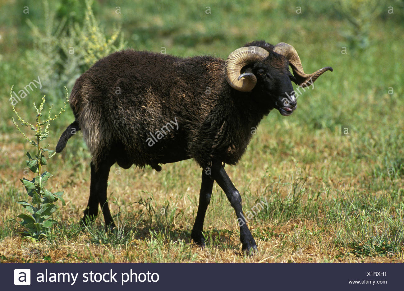 Karakul Sheep Stock Photos & Karakul Sheep Stock Images - Alamy