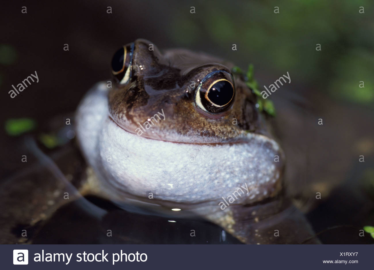 Inflated Cheeks High Resolution Stock Photography and Images - Alamy