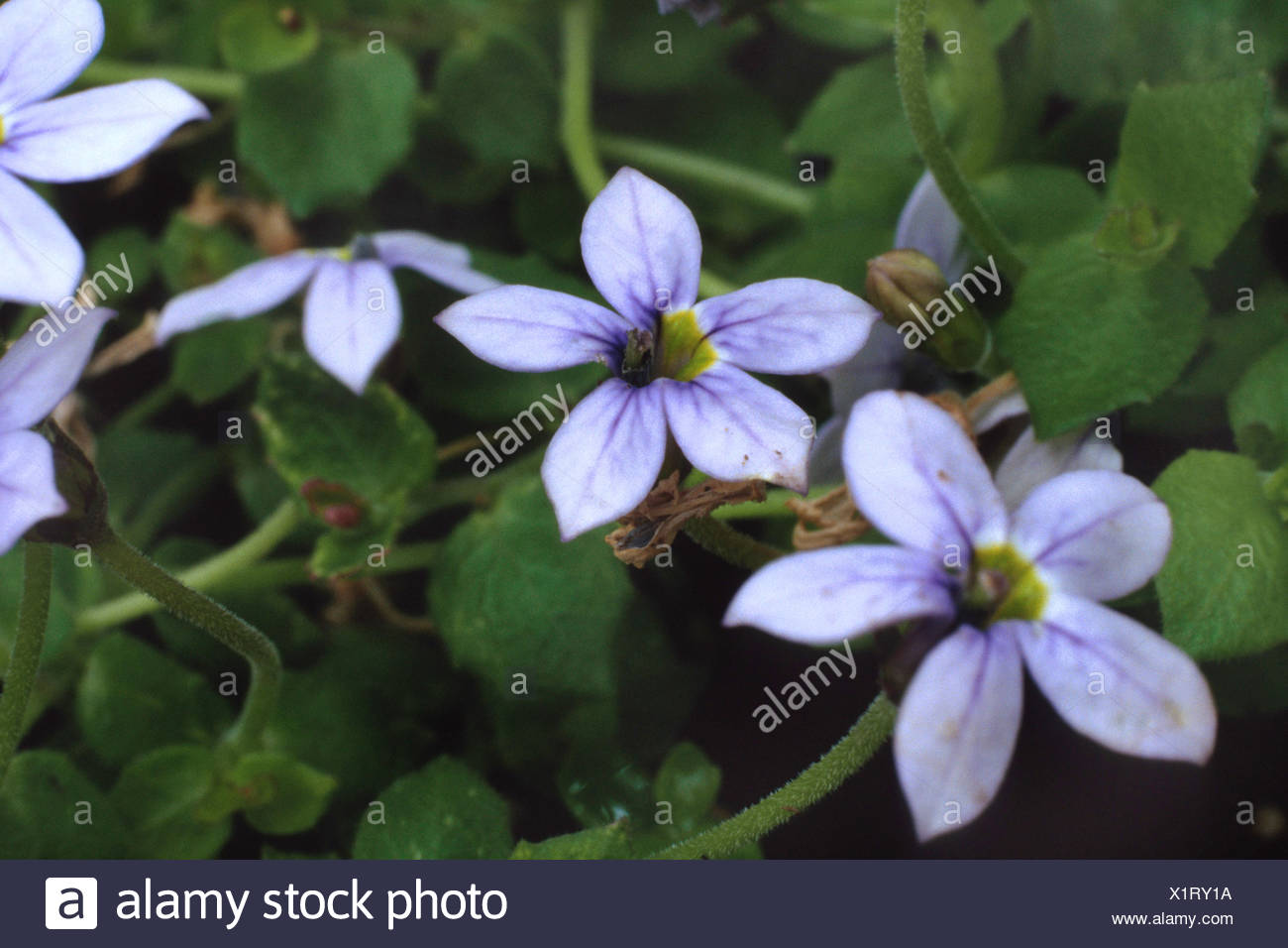 Blue Star Creeper High Resolution Stock Photography and Images - Alamy