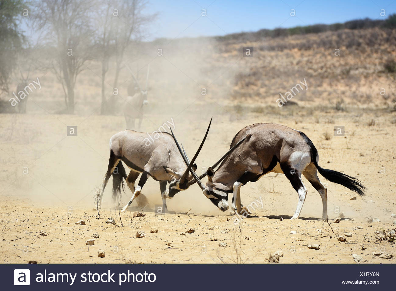 Oryx Fighting High Resolution Stock Photography and Images - Alamy