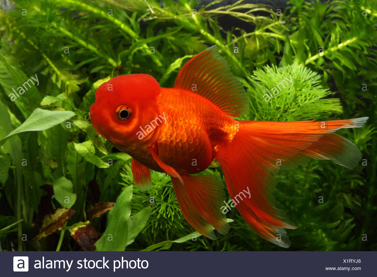 Oranda Goldfish High Resolution Stock Photography and Images - Alamy