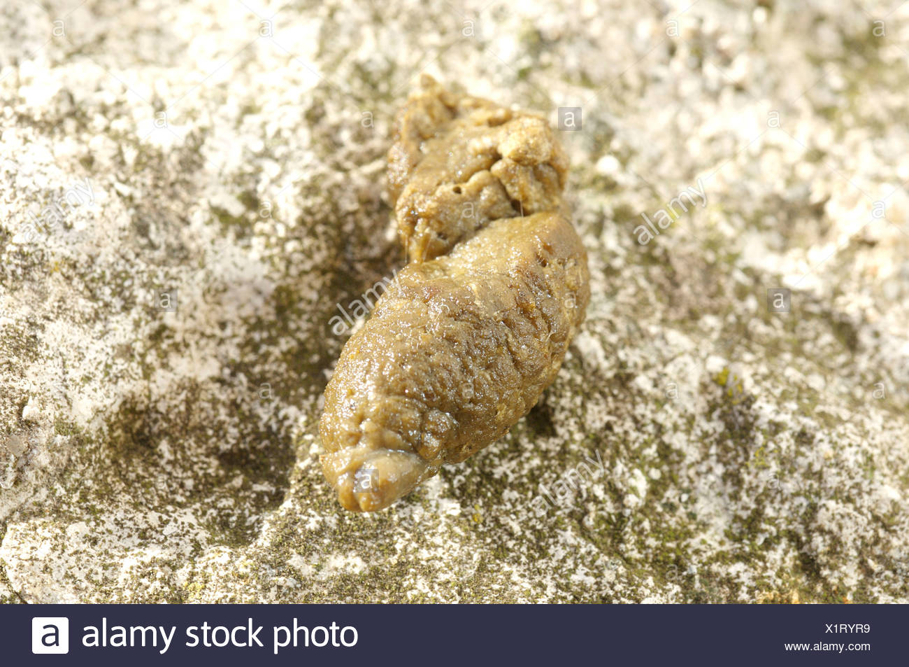 Mammal Droppings Faeces Stock Photos & Mammal Droppings Faeces Stock ...