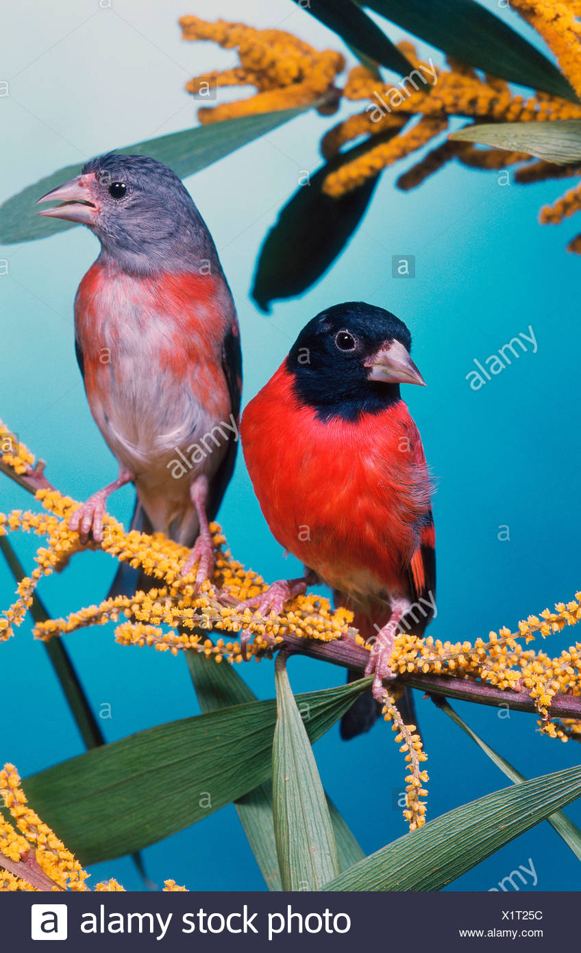 Red Siskin High Resolution Stock Photography and Images - Alamy