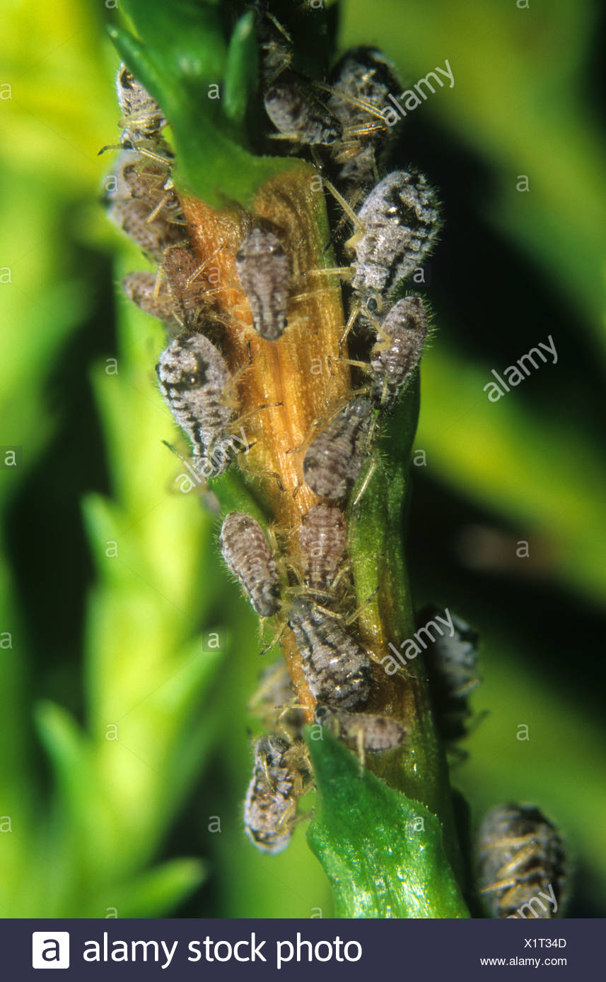 The Aphids High Resolution Stock Photography and Images - Alamy