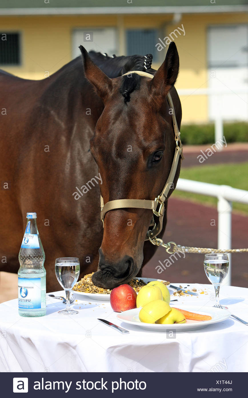 Horse Oats High Resolution Stock Photography and Images - Alamy