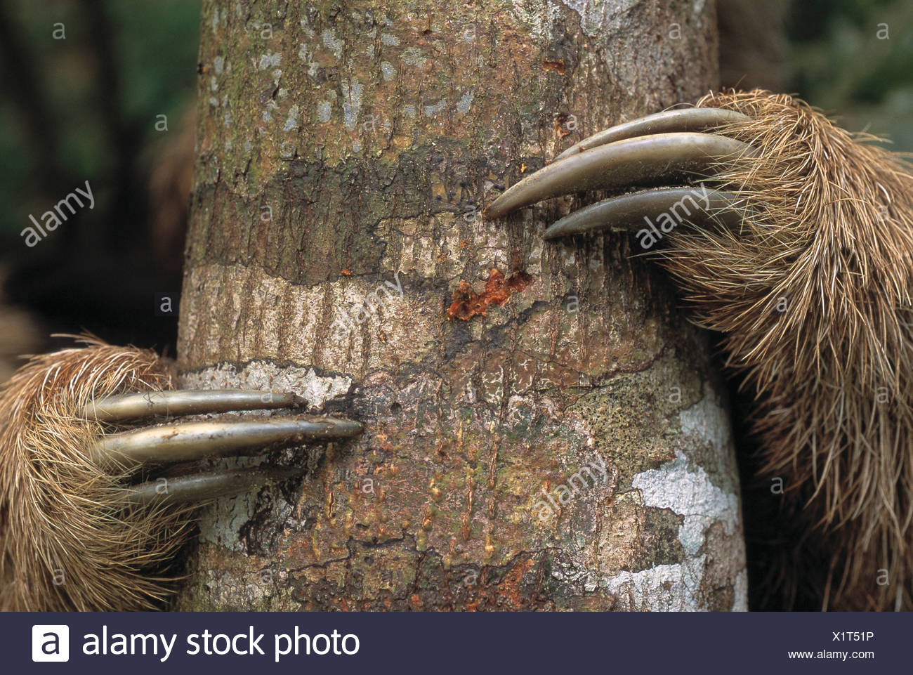 Sloths South America Stock Photos & Sloths South America Stock Images ...