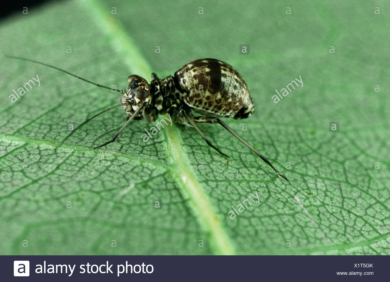 Psocids Stock Photos & Psocids Stock Images - Alamy