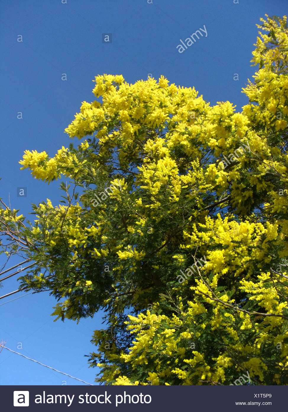 Silver Acacia Stock Photos & Silver Acacia Stock Images - Alamy