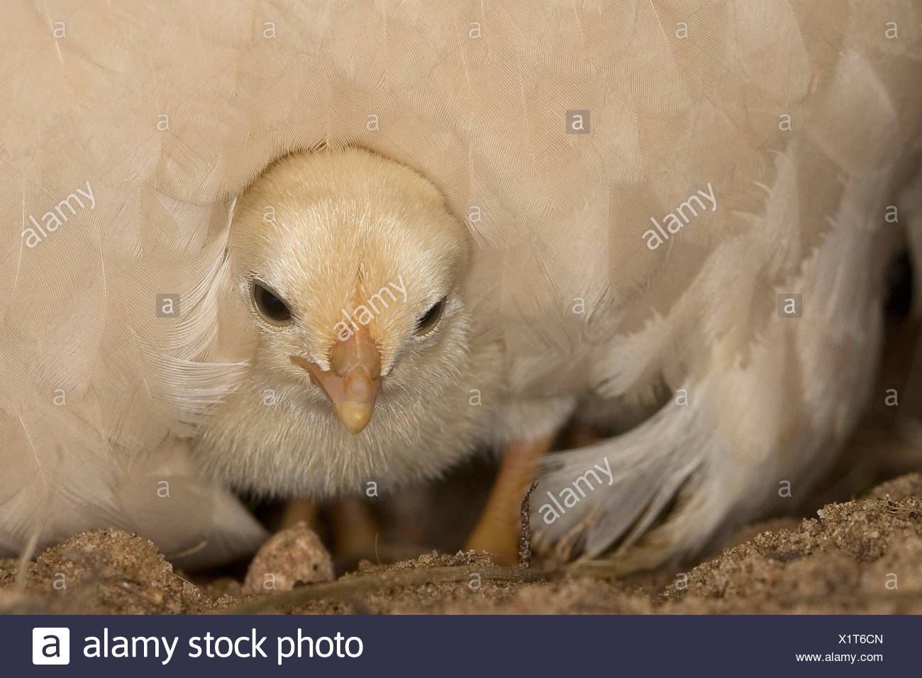 Bantam Gallus Gallus F Domestica High Resolution Stock Photography and ...