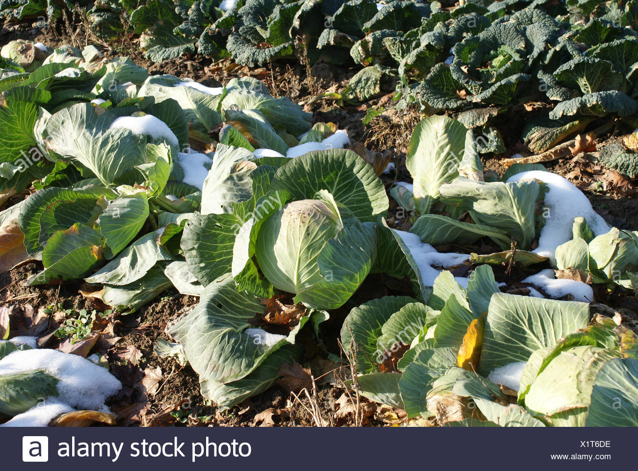 Snow Cabbage High Resolution Stock Photography and Images - Alamy