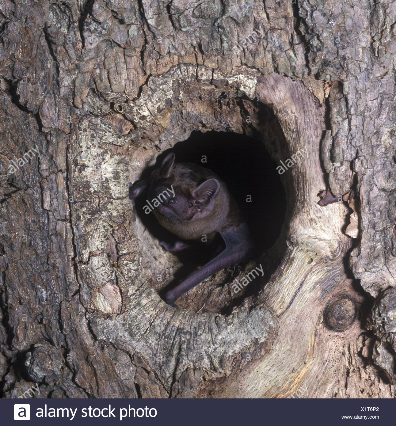 Nyctalus Noctula High Resolution Stock Photography and Images - Alamy