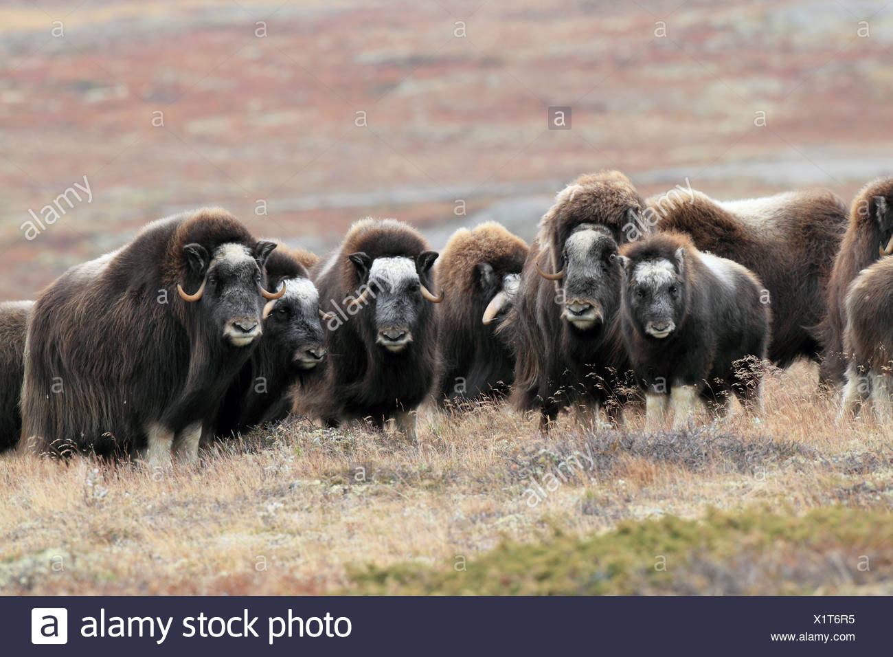 Musk Ox Stock Photos & Musk Ox Stock Images - Alamy