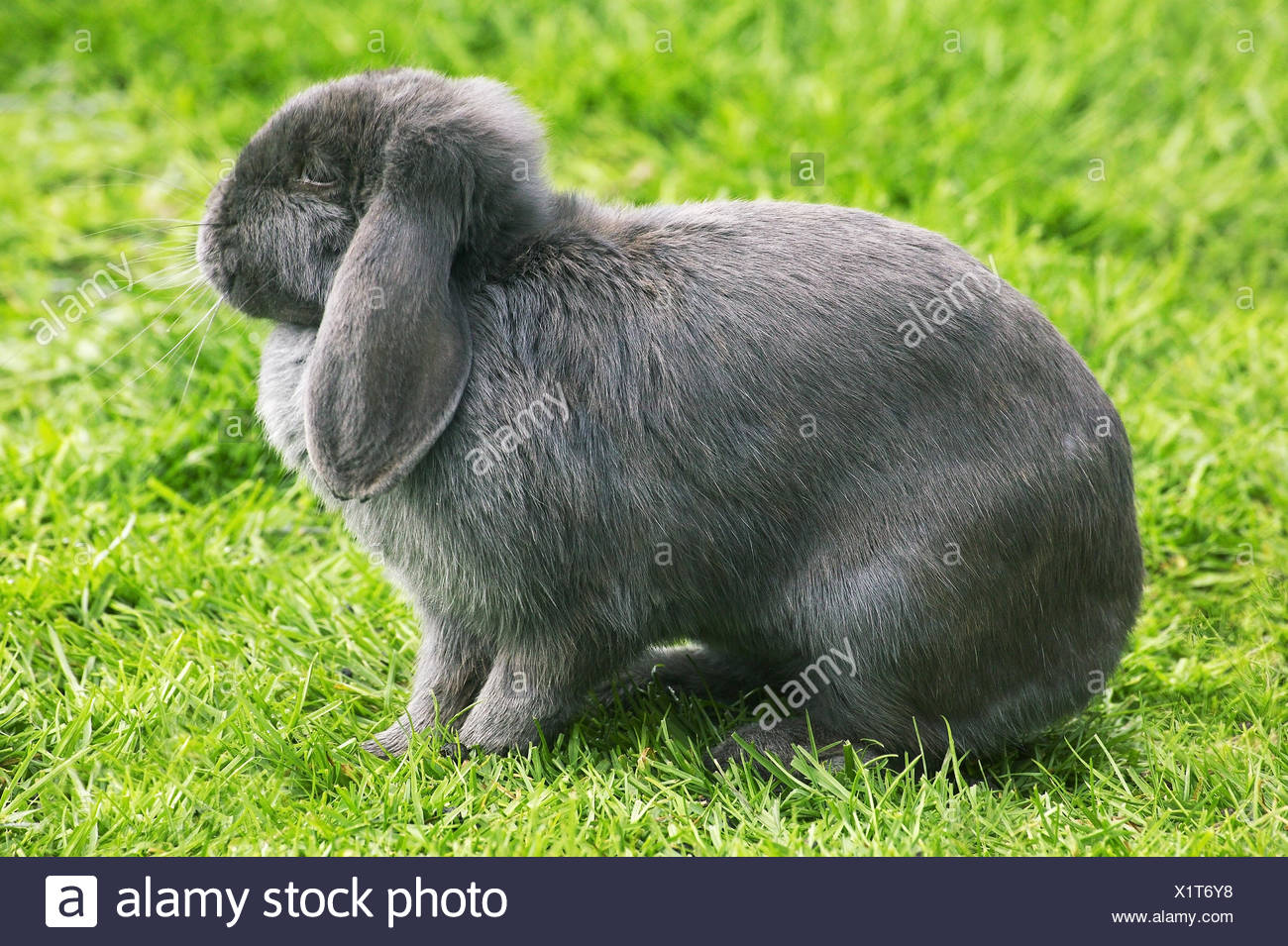 French Lop Rabbit High Resolution Stock Photography and Images - Alamy