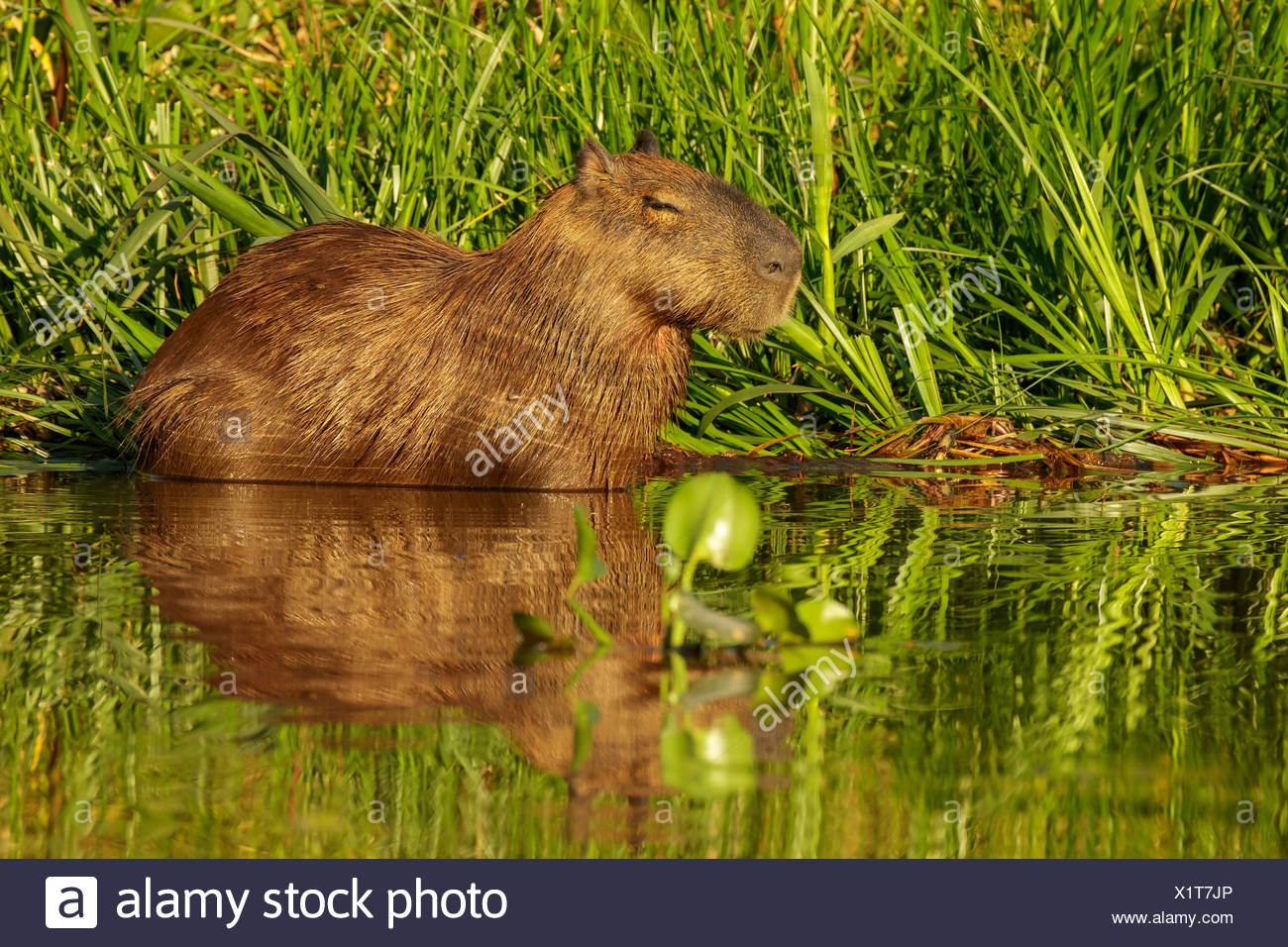 Capybara Brazil High Resolution Stock Photography and Images - Alamy