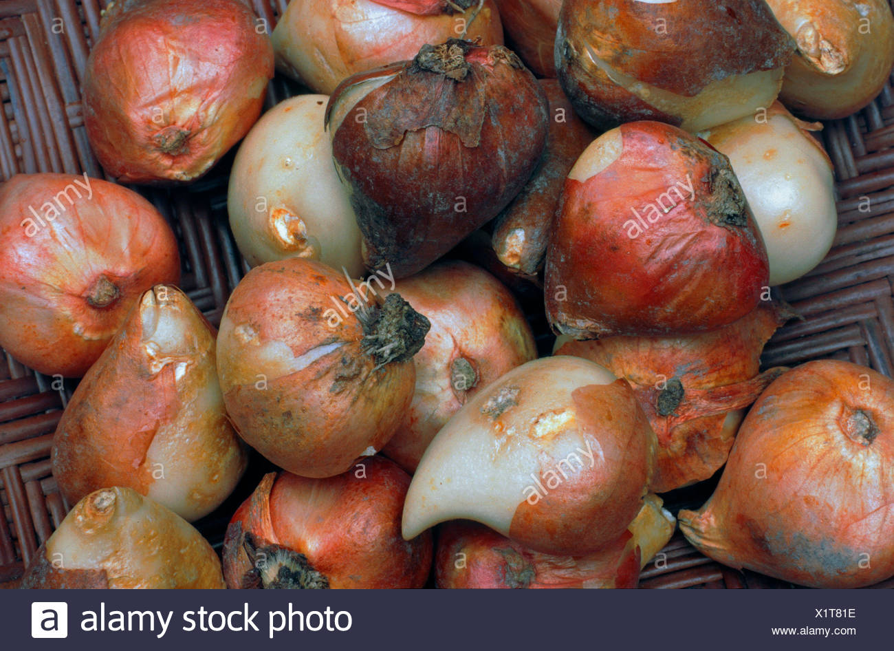 Tulipa Gesneriana Stock Photos & Tulipa Gesneriana Stock Images - Alamy