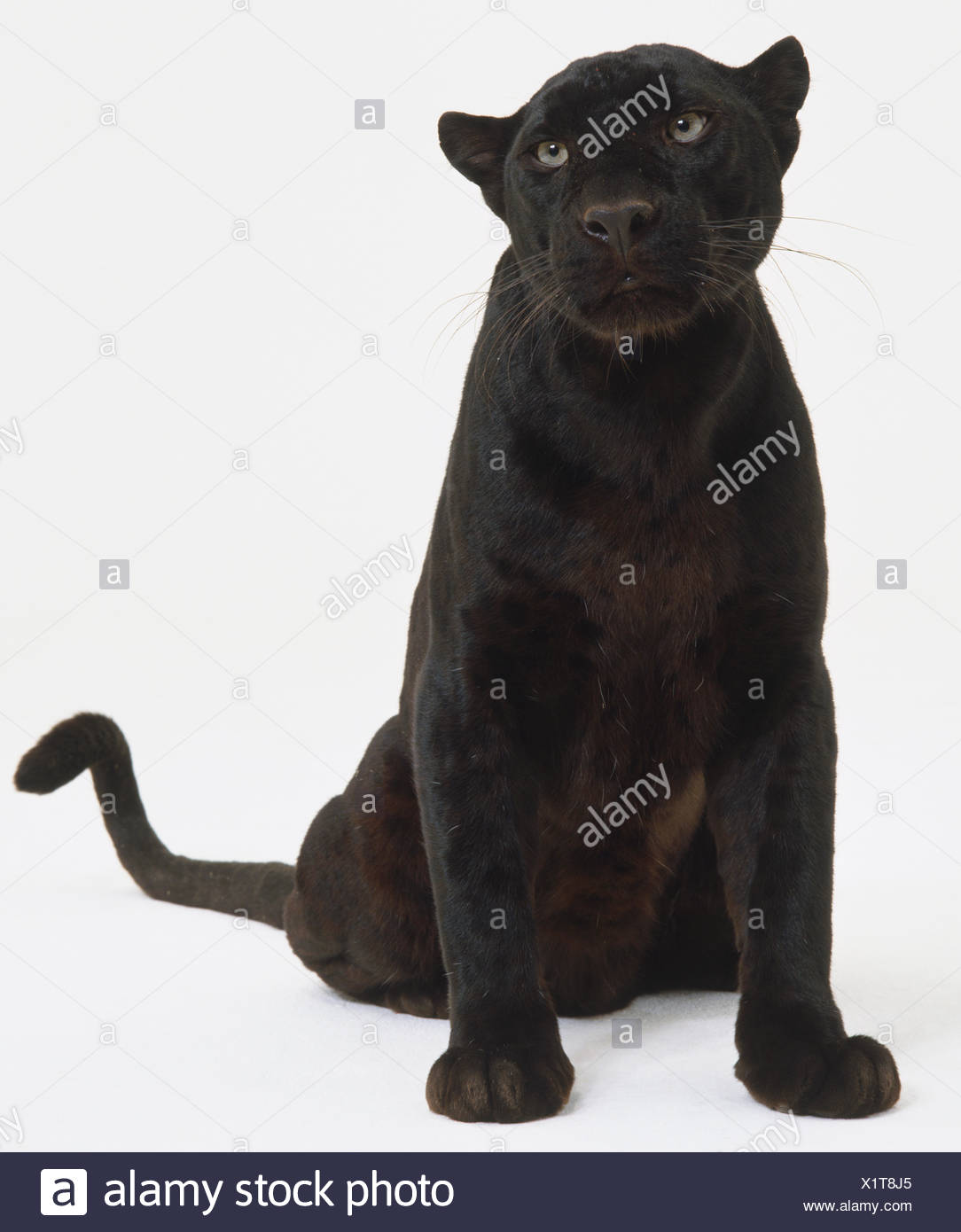 Black Panther Animal High Resolution Stock Photography and Images - Alamy