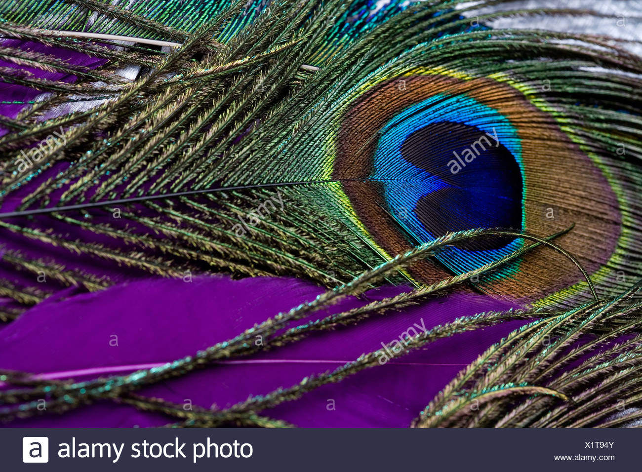 Peacock Feather High Resolution Stock Photography and Images - Alamy
