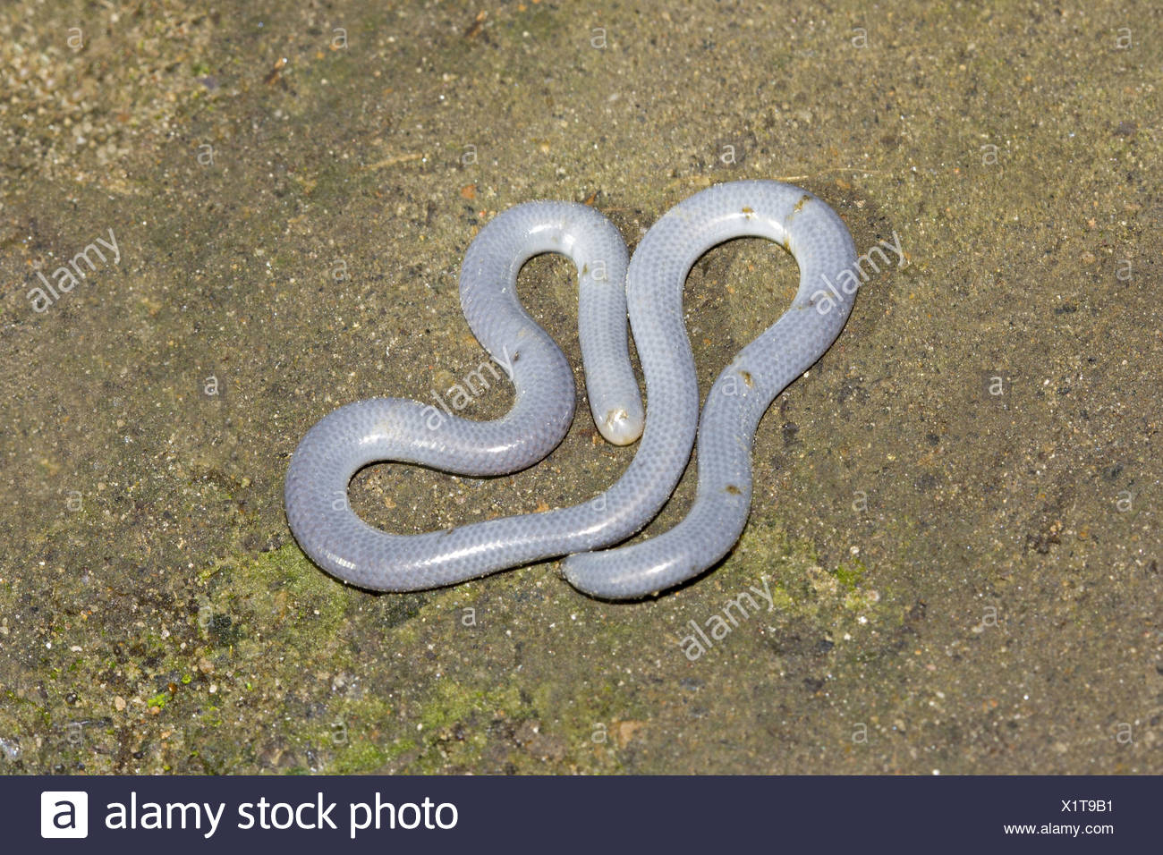 Worm Snakes High Resolution Stock Photography and Images - Alamy