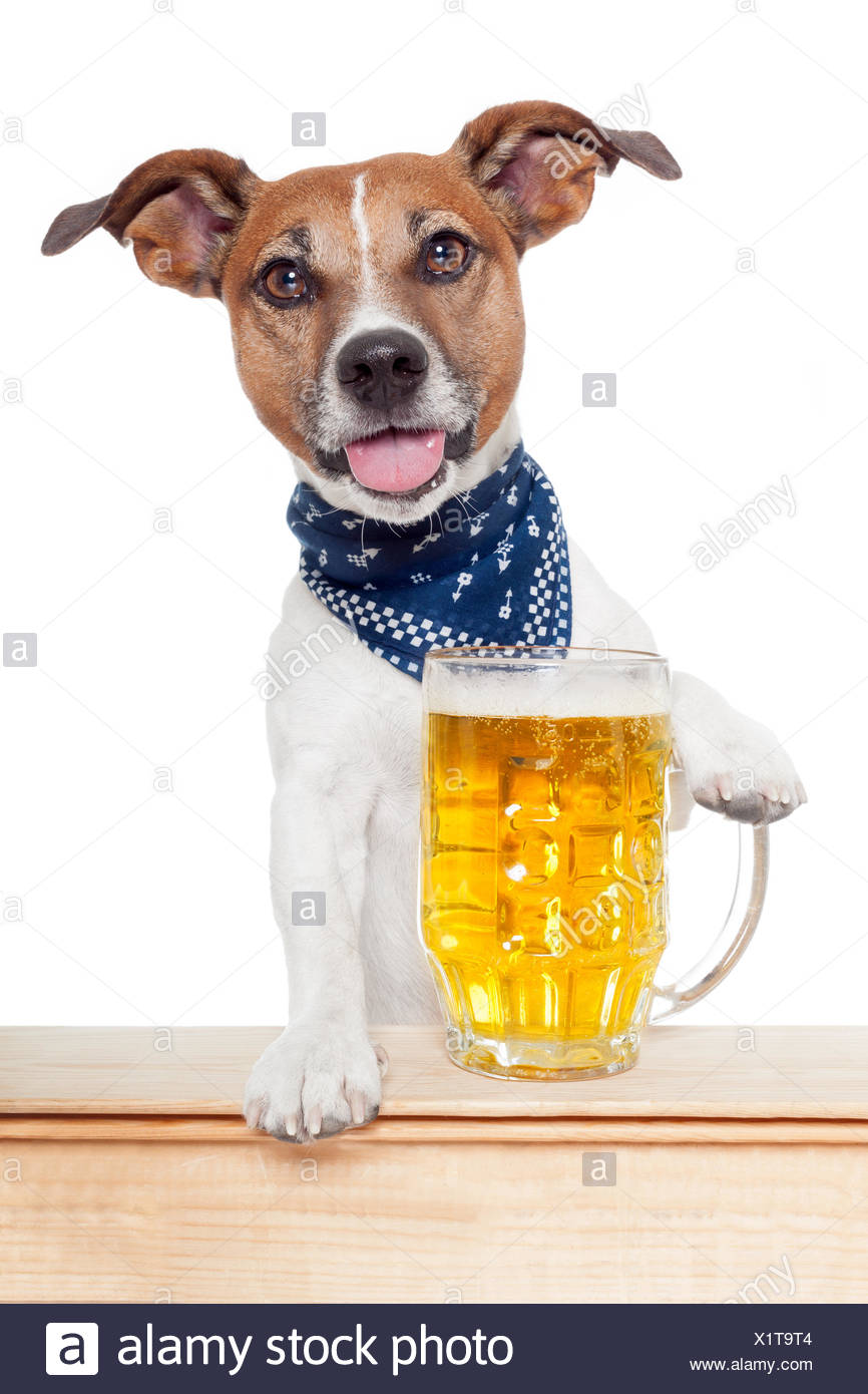 Doggy Beer High Resolution Stock Photography and Images - Alamy