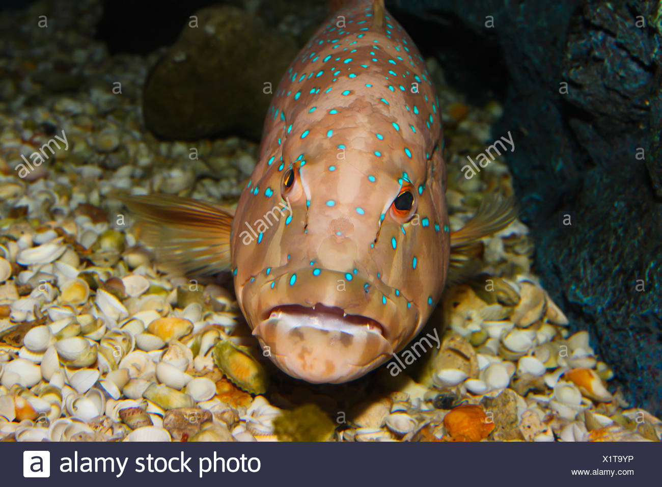 Leopard Fish High Resolution Stock Photography and Images - Alamy