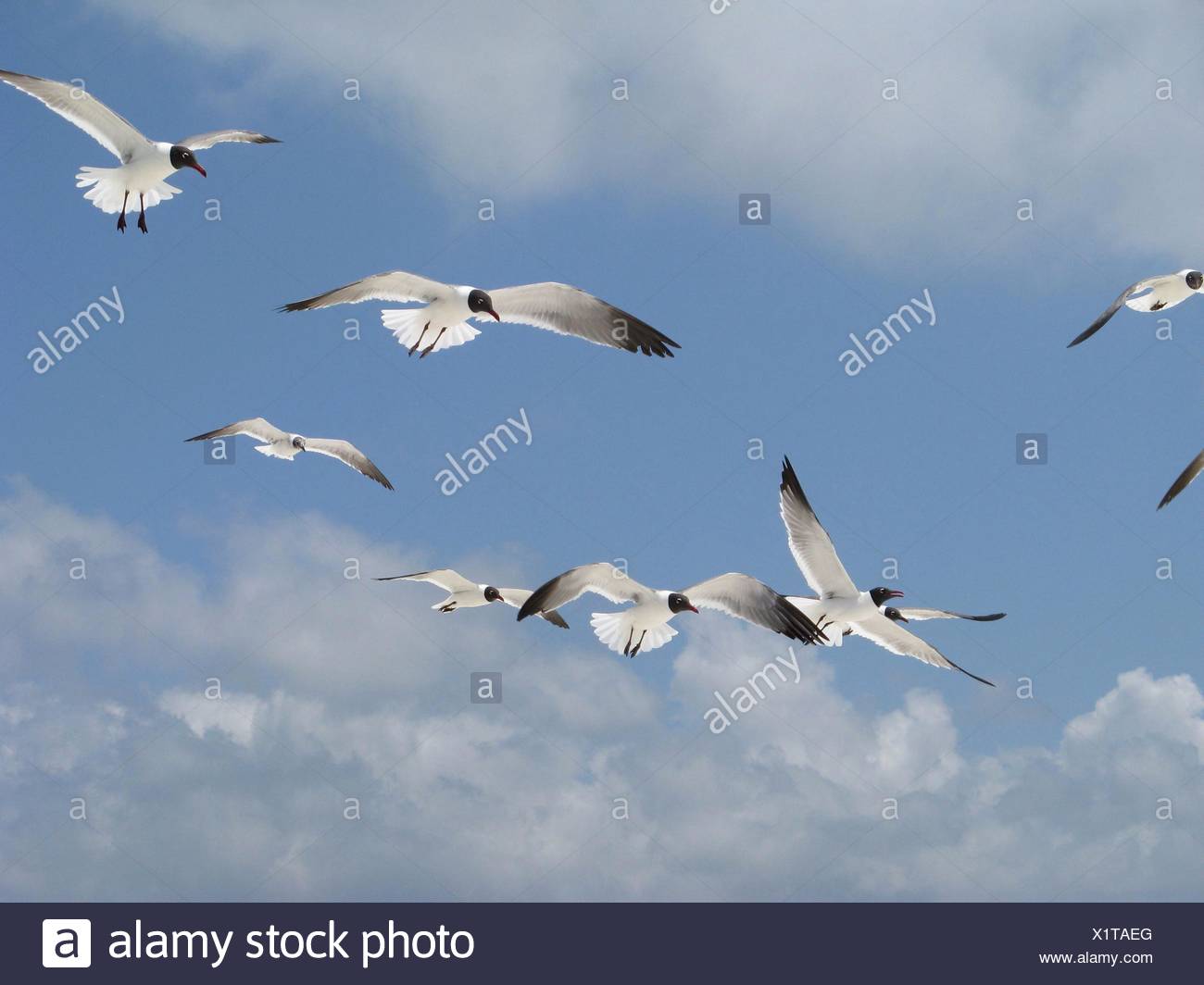 Gullah Stock Photos & Gullah Stock Images - Alamy