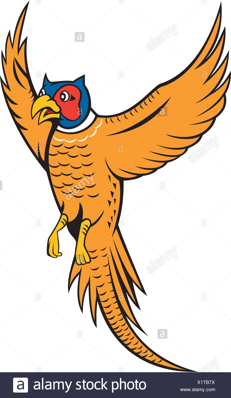 Pheasant Bird Illustration Stock Photos & Pheasant Bird Illustration ...
