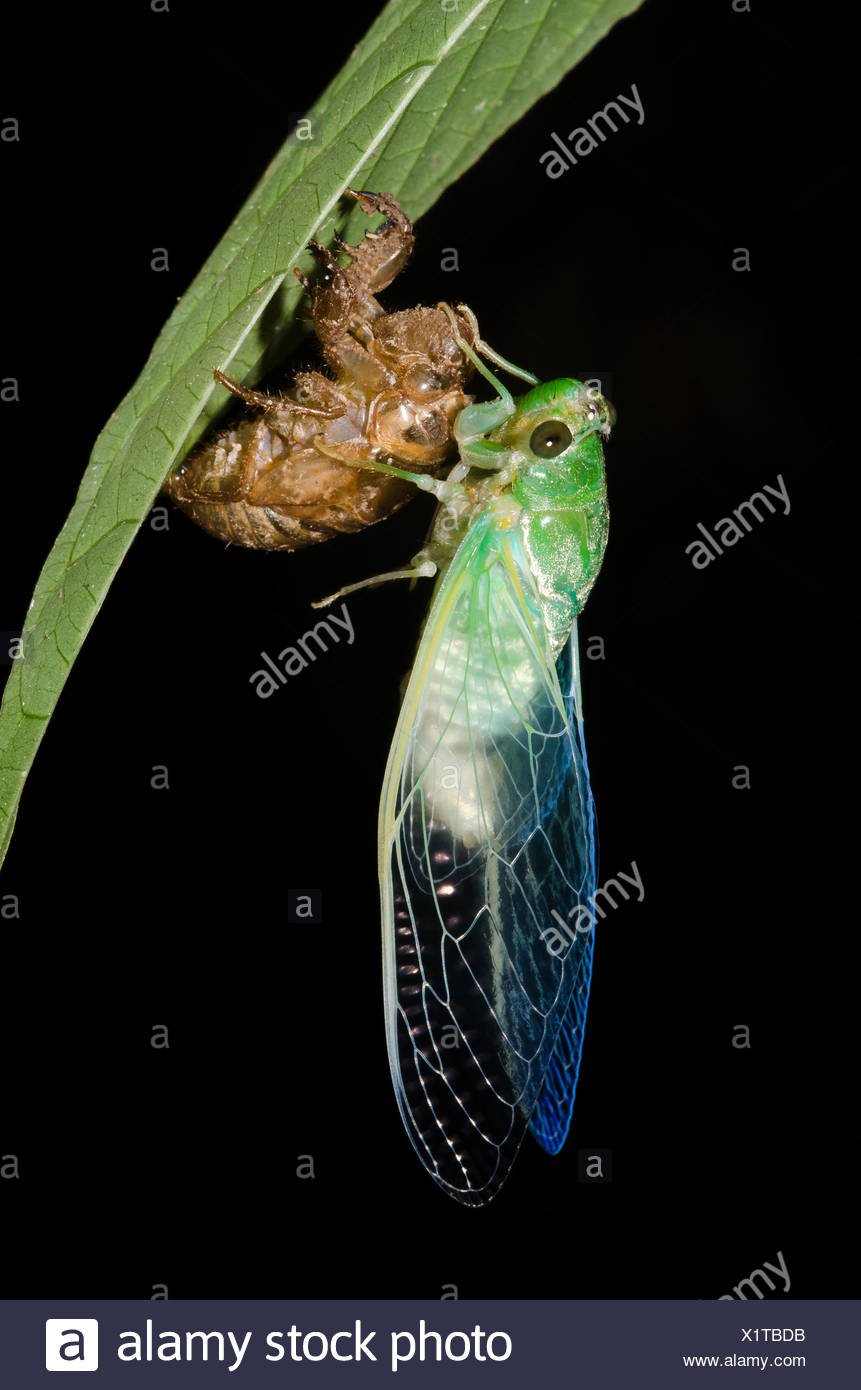 Cicada Exoskeleton Stock Photos & Cicada Exoskeleton Stock Images - Alamy