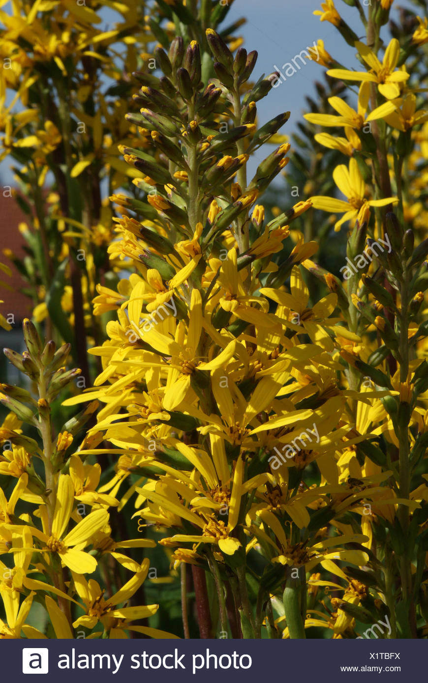 Leopard Plant High Resolution Stock Photography and Images - Alamy