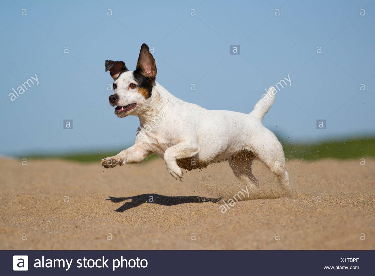 Jack Russell Terrier Dog Running Stock Photos & Jack Russell Terrier ...