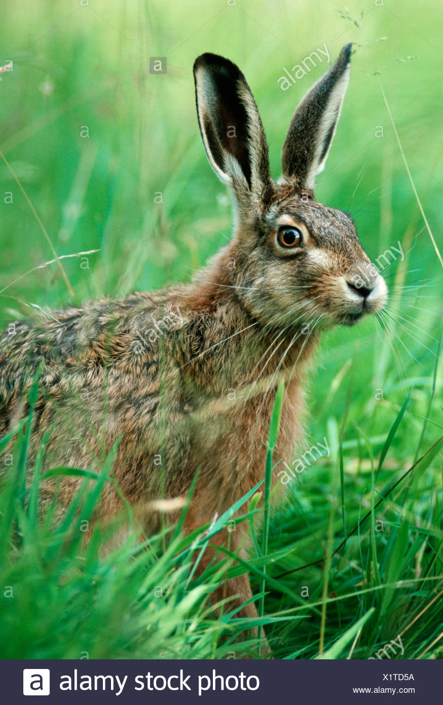Brown Hare Sitting Upright Stock Photos & Brown Hare Sitting Upright ...