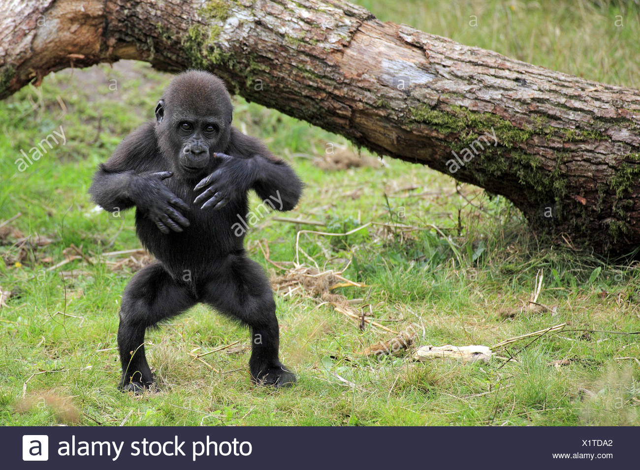 Chest Beating High Resolution Stock Photography and Images - Alamy