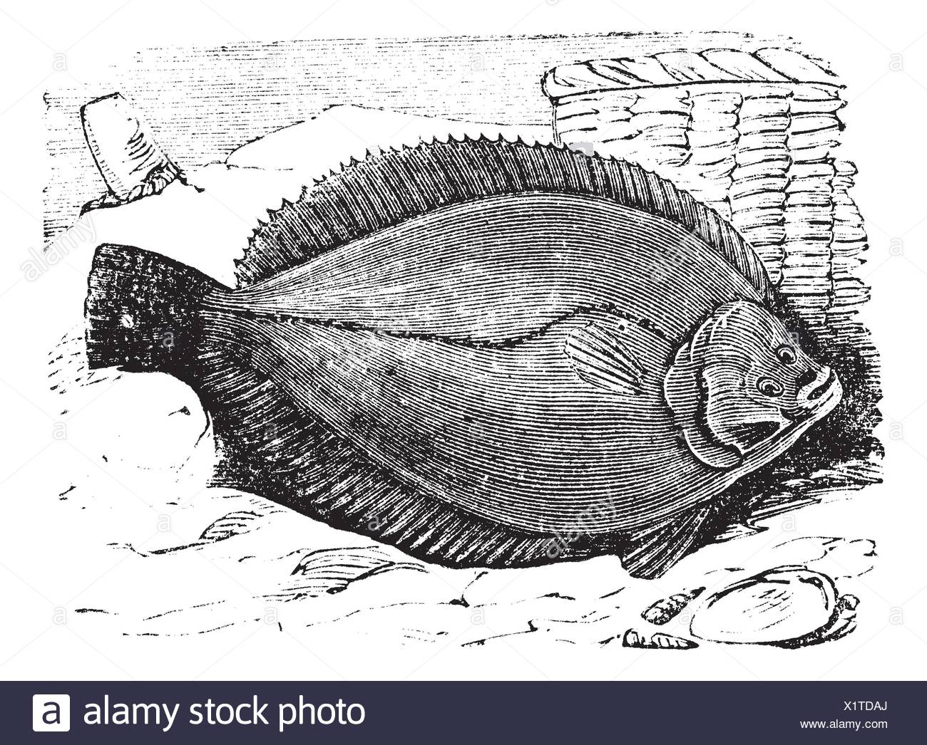 Black White Drawing Flounder High Resolution Stock Photography and ...