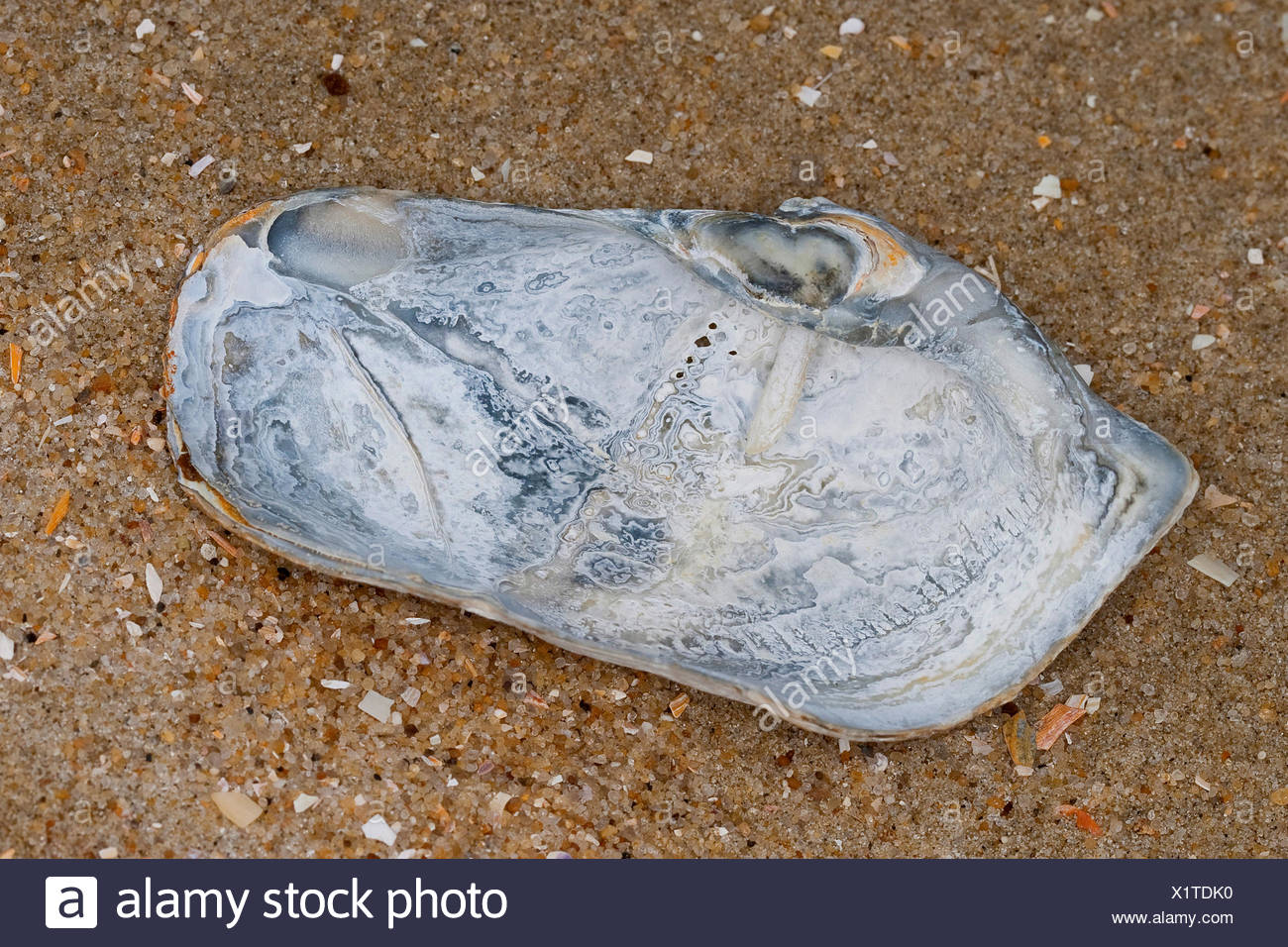 Oval Piddock High Resolution Stock Photography and Images - Alamy