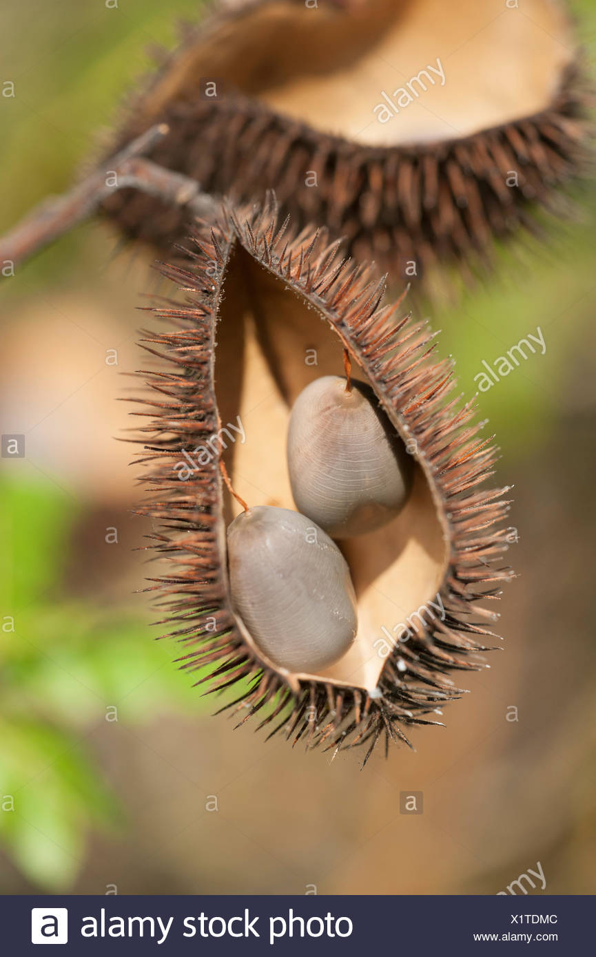 Spiky Seed Pod High Resolution Stock Photography and Images - Alamy