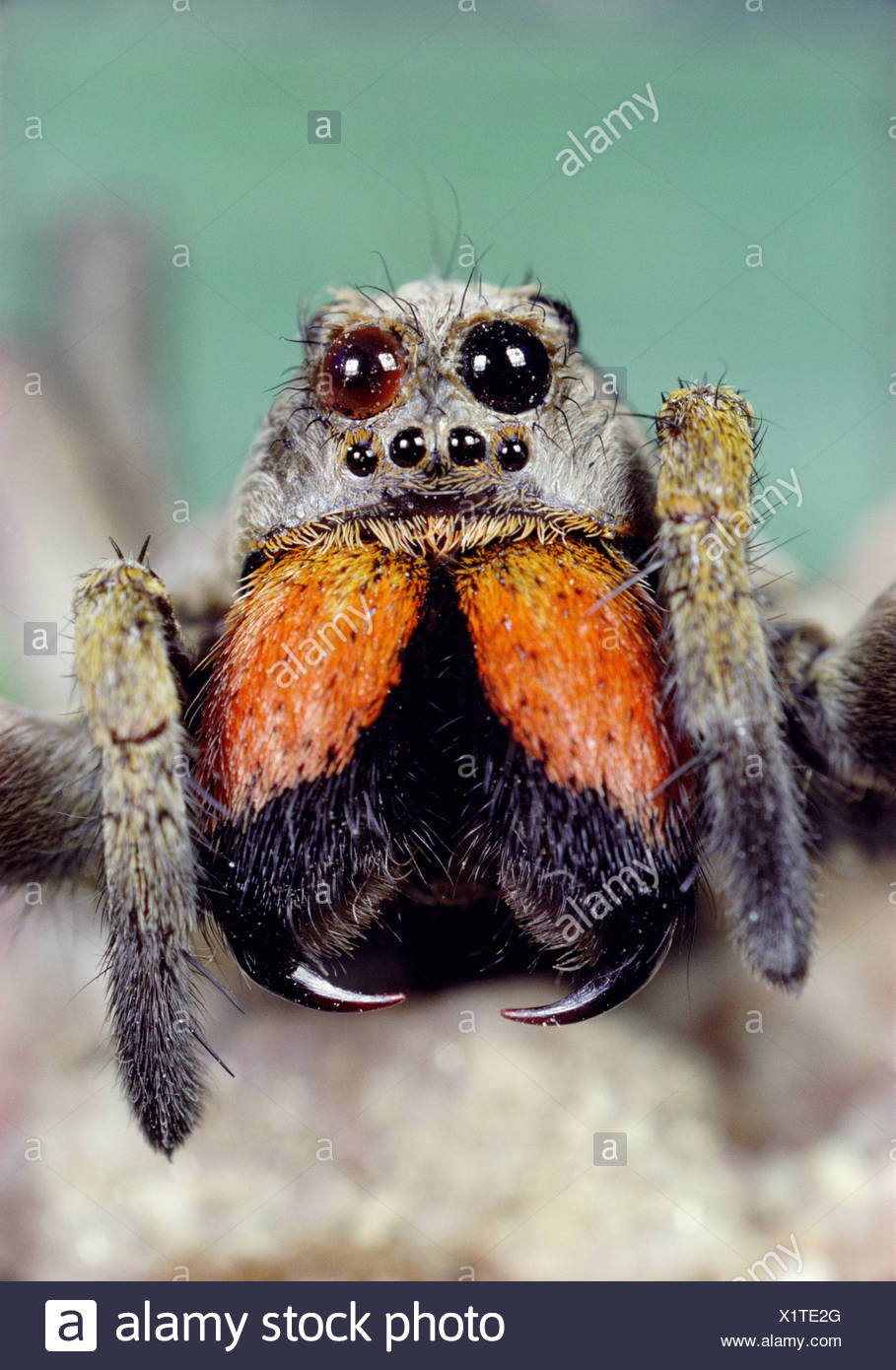 Wolf Spider Eyes High Resolution Stock Photography and Images - Alamy