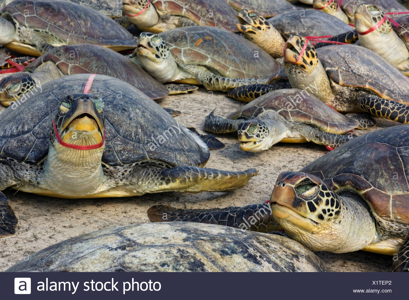 Sea Turtle Poaching High Resolution Stock Photography and Images - Alamy