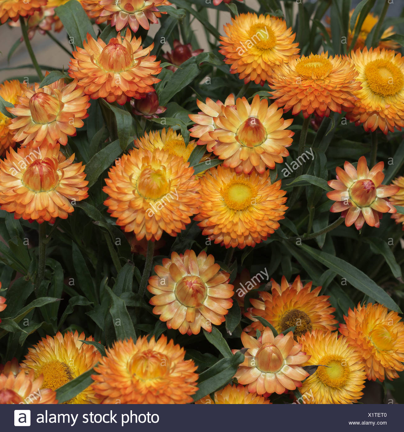 Helichrysum Flower High Resolution Stock Photography and Images - Alamy