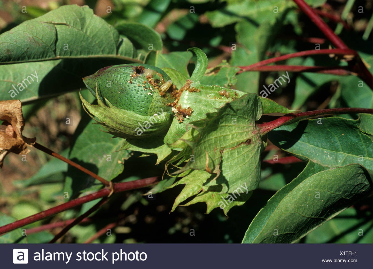 Damaged Cotton Crop High Resolution Stock Photography and Images - Alamy