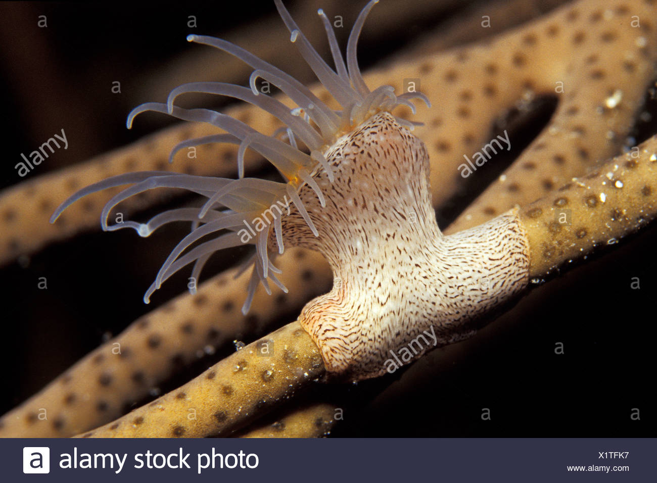 Jewel Sea Anemone High Resolution Stock Photography and Images - Alamy