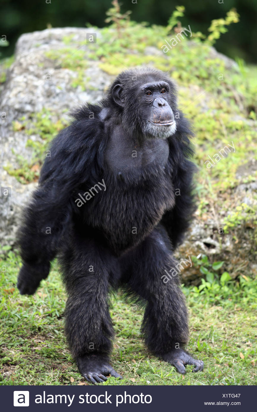 Chimpanzee Upright High Resolution Stock Photography and Images - Alamy