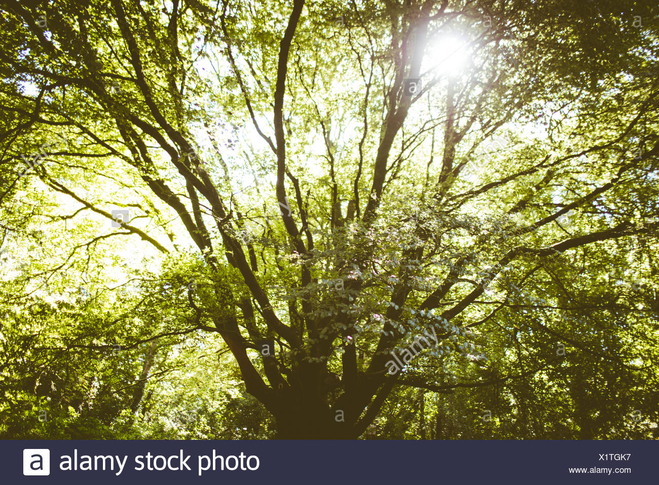Light Shining Through Tree Branches High Resolution Stock Photography ...
