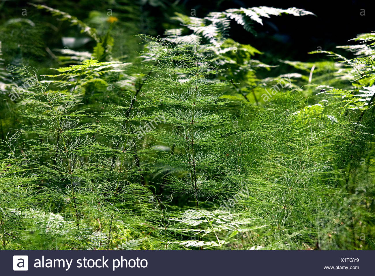 Horsetail Fern High Resolution Stock Photography and Images - Alamy