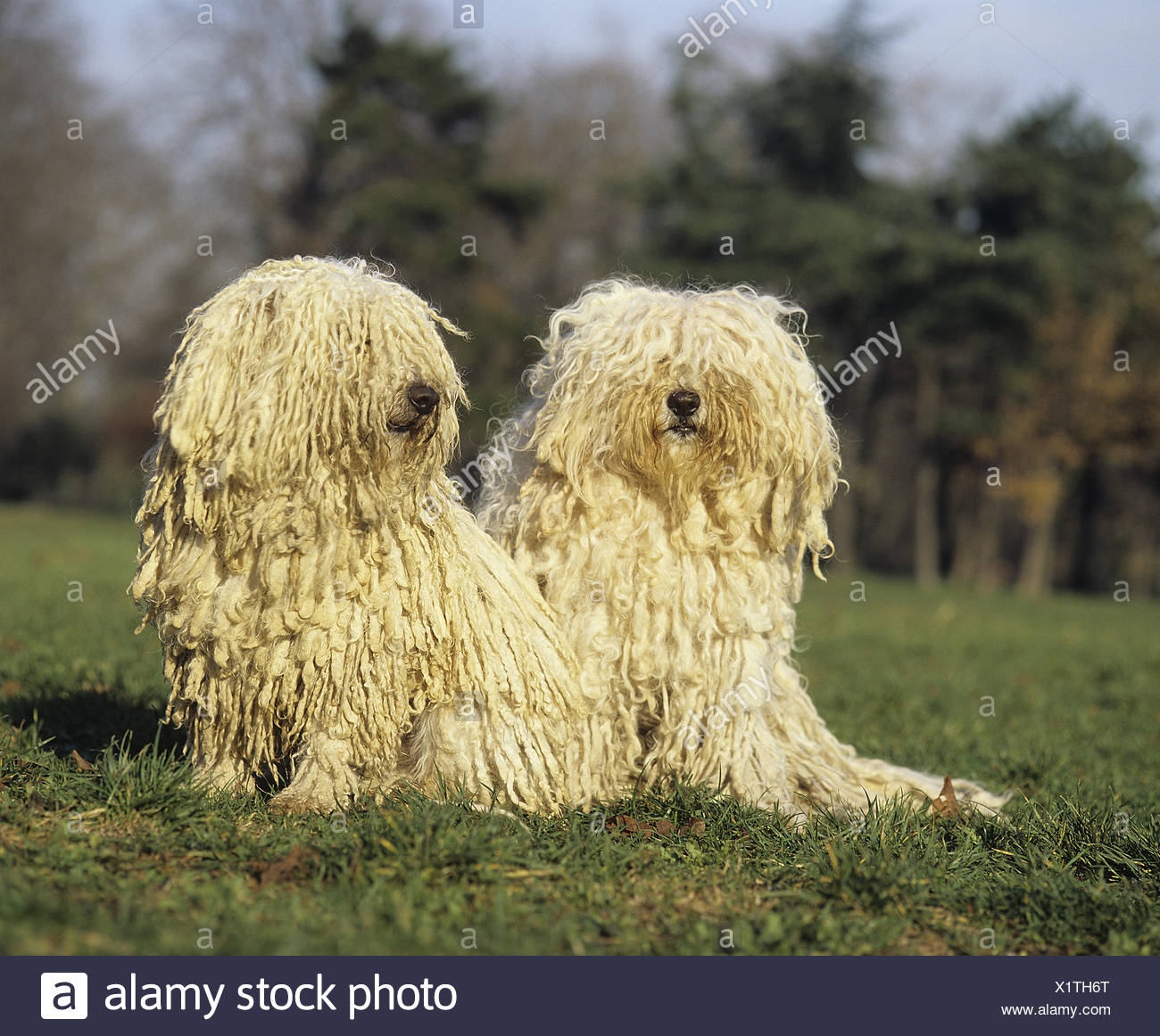 Hungarian Puli Dog Stock Photos & Hungarian Puli Dog Stock Images - Alamy