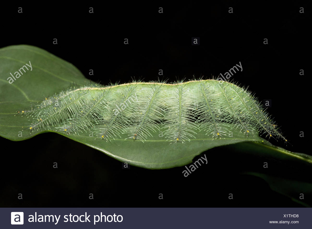 Euthalia High Resolution Stock Photography and Images - Alamy