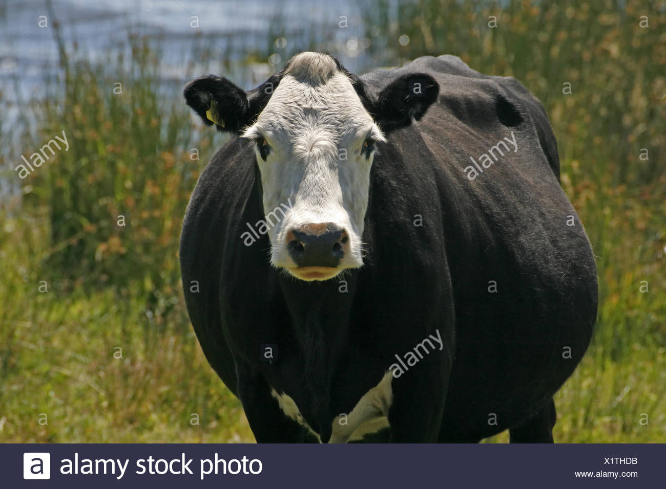 Brindled Cow High Resolution Stock Photography and Images - Alamy