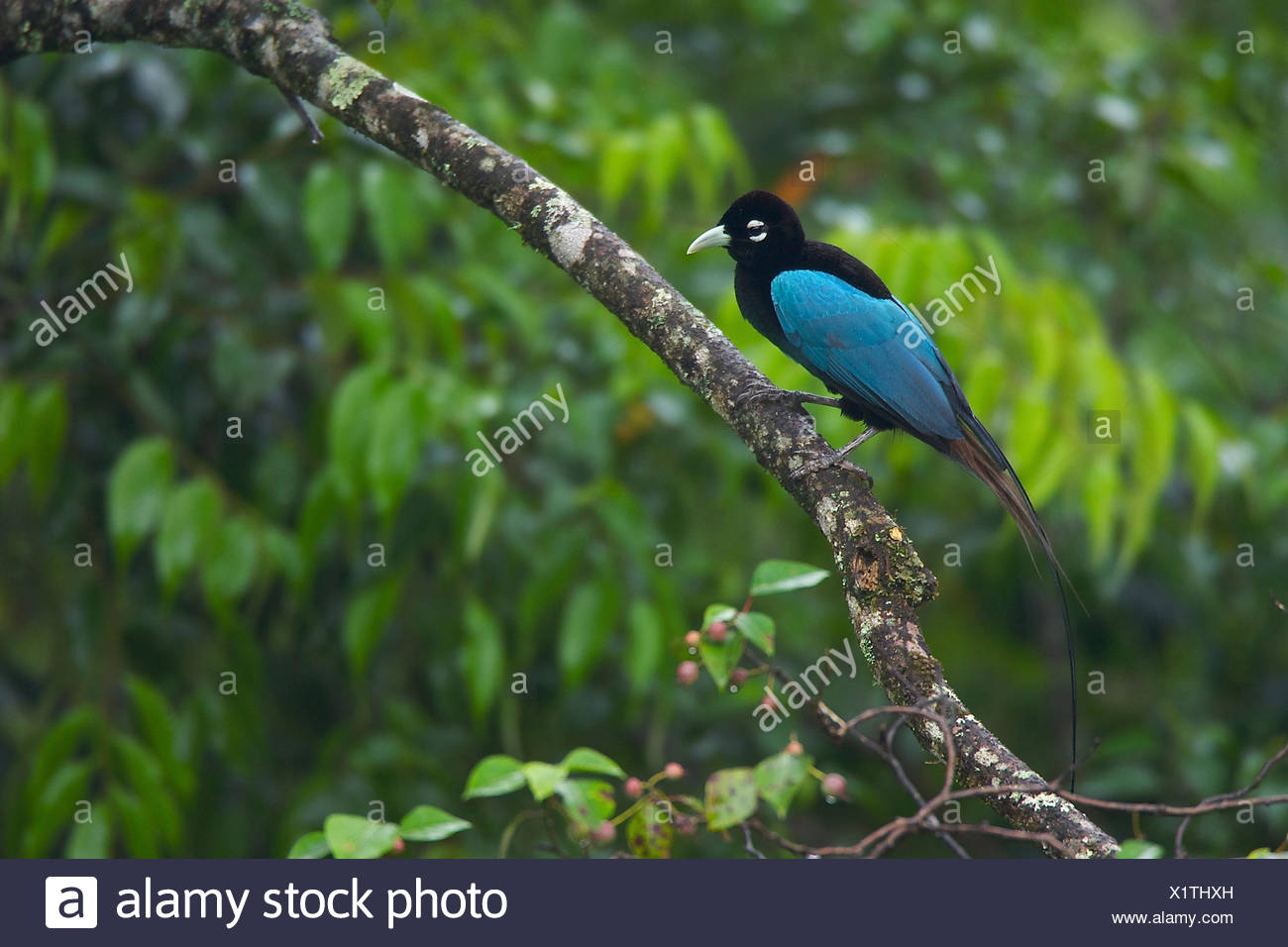 Paradisaea Rudolphi Blue Bird Paradise Stock Photos & Paradisaea ...