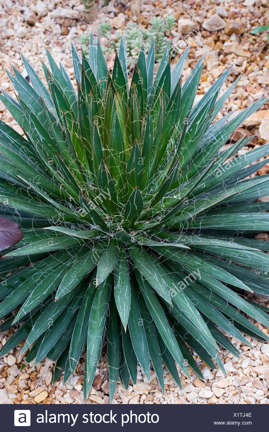 Agave Filifera Stock Photos & Agave Filifera Stock Images - Alamy
