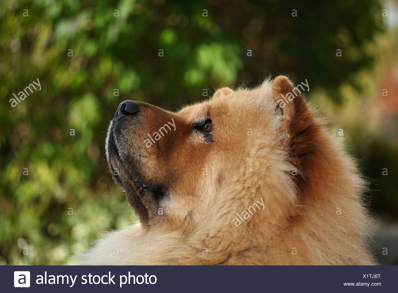 Chow Chows High Resolution Stock Photography and Images - Alamy